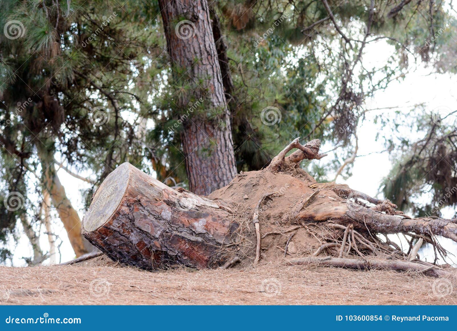 Tree stump fallen stock photo. Image of natural, large - 103600854