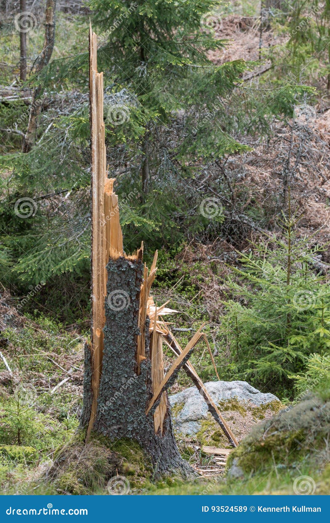 Tree Stump of a Fallen Tree Stock Image - Image of fallen, tree: 93524589