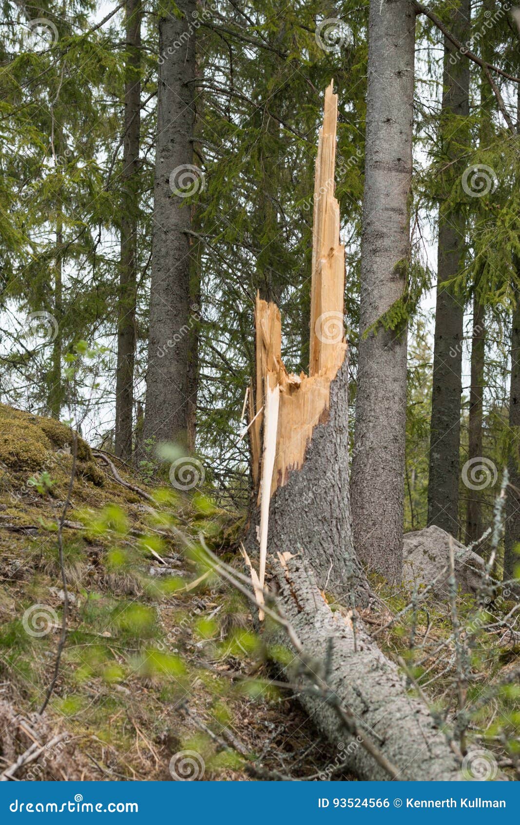 Tree Stump with a Fallen Tree Stock Photo - Image of damaged, woodland ...