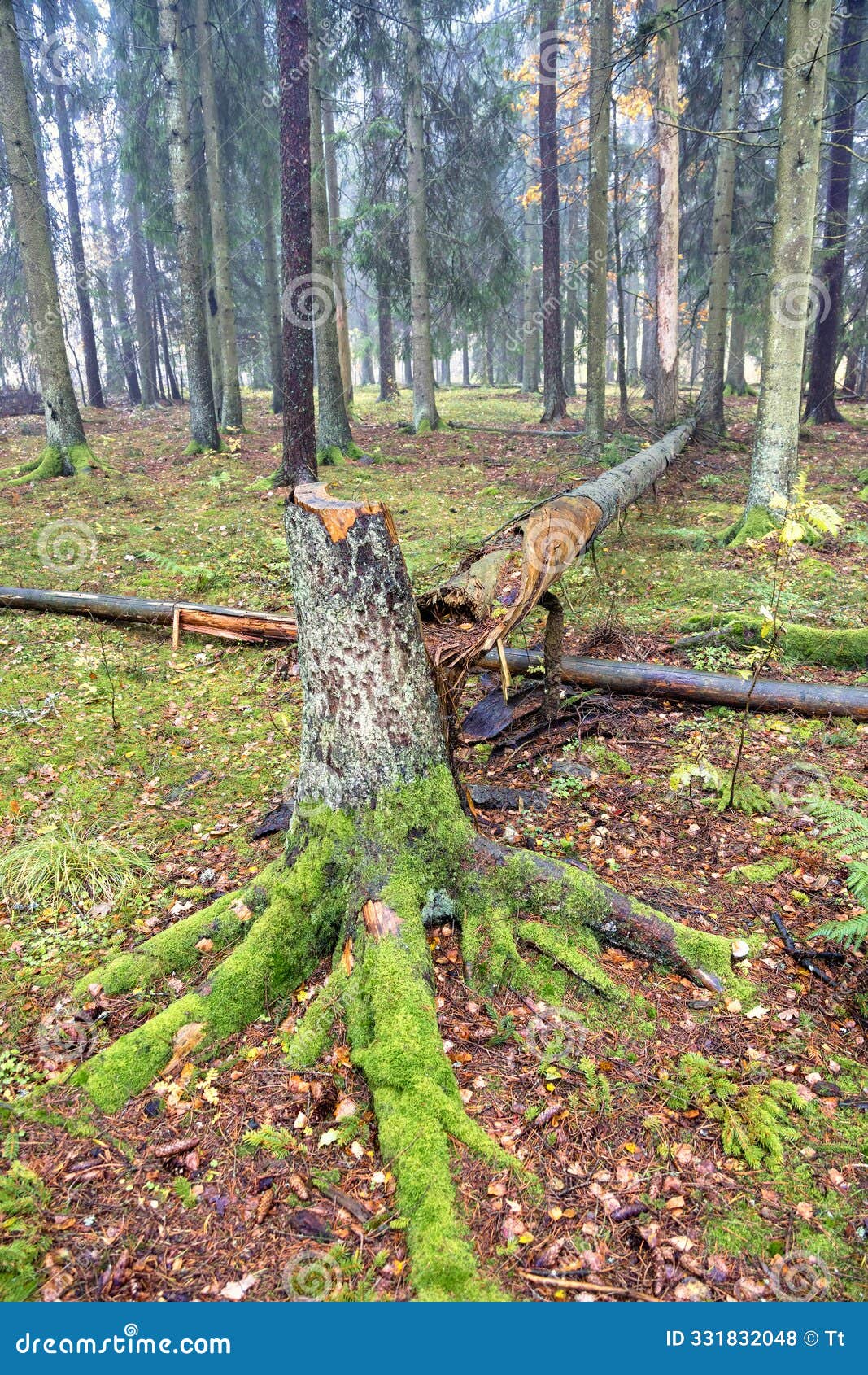 Tree Stump with a Fallen Trunk in a Spruce Forest Stock Photo - Image ...