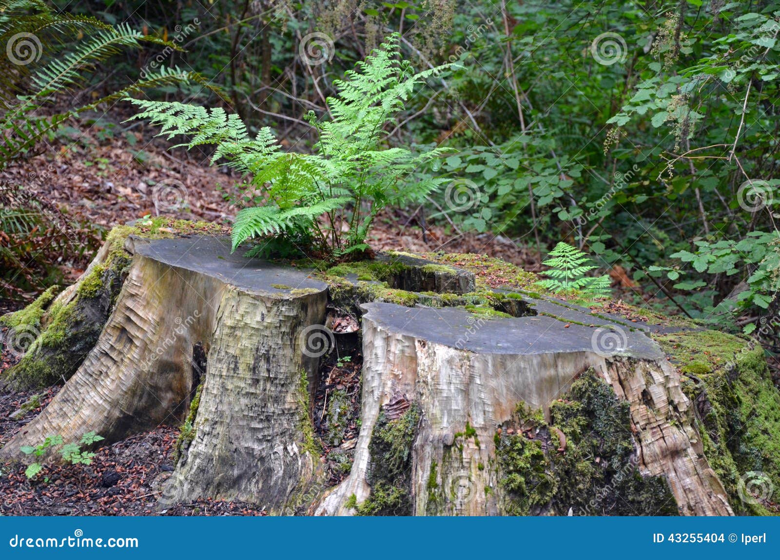 Tree stump fern stock photo. Image of rainforest, shrub - 43255404