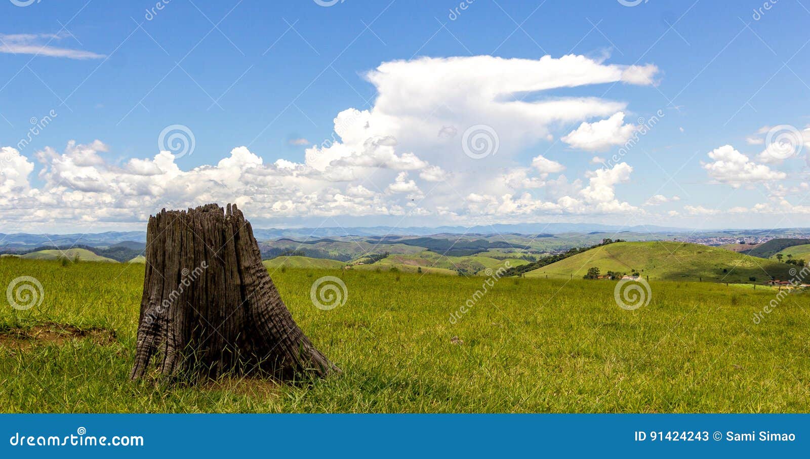 Tree stump in a field stock image. Image of sunny, tree - 91424243