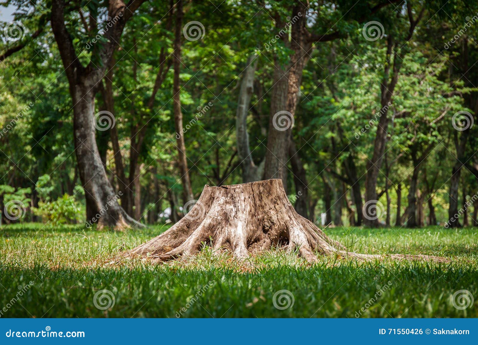 Old Tree Stump Background,weathered Wood Texture With The Cross Section ...
