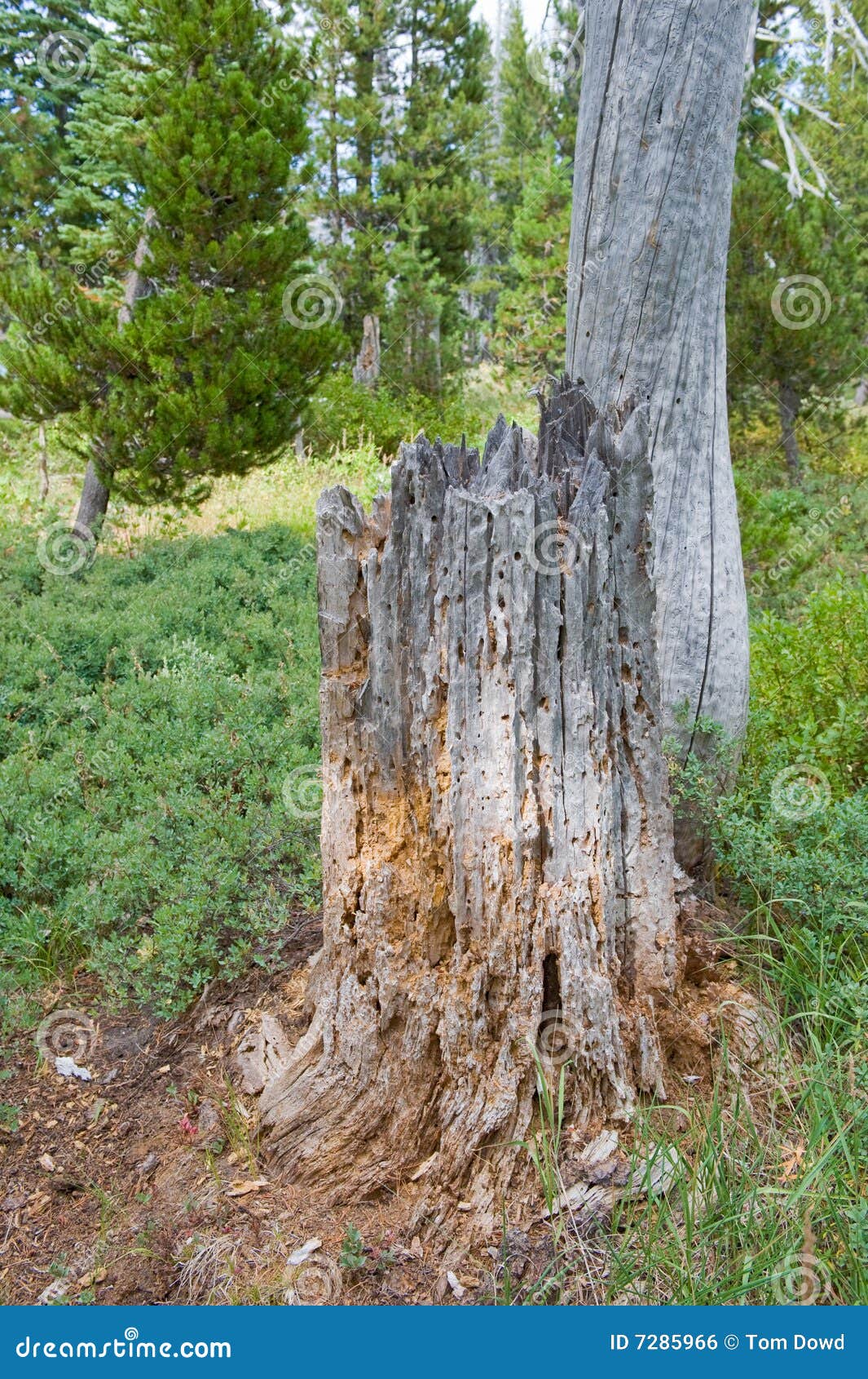 Tree stump in forest stock photo. Image of outdoor, forestry - 7285966
