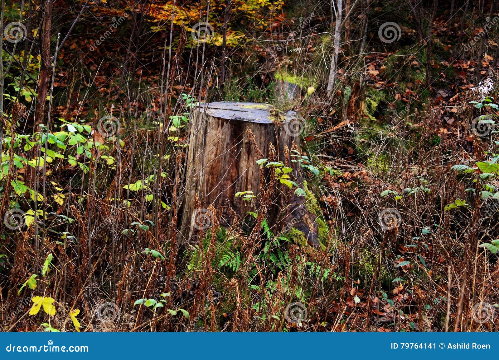 Tree stump stock image. Image of nice, tree, forest, stump - 79764141
