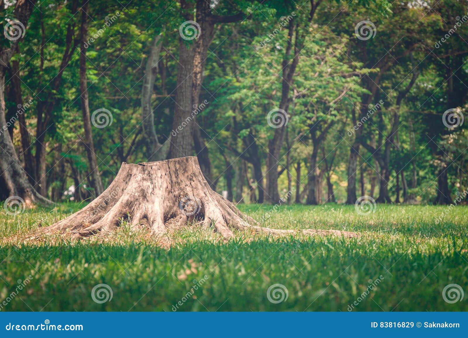 Tree stump stock image. Image of gardening, leaves, landscape - 83816829