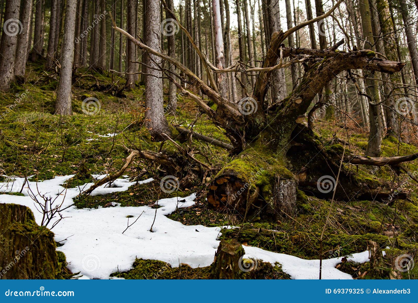 Tree stump in the forest stock image. Image of material - 69379325