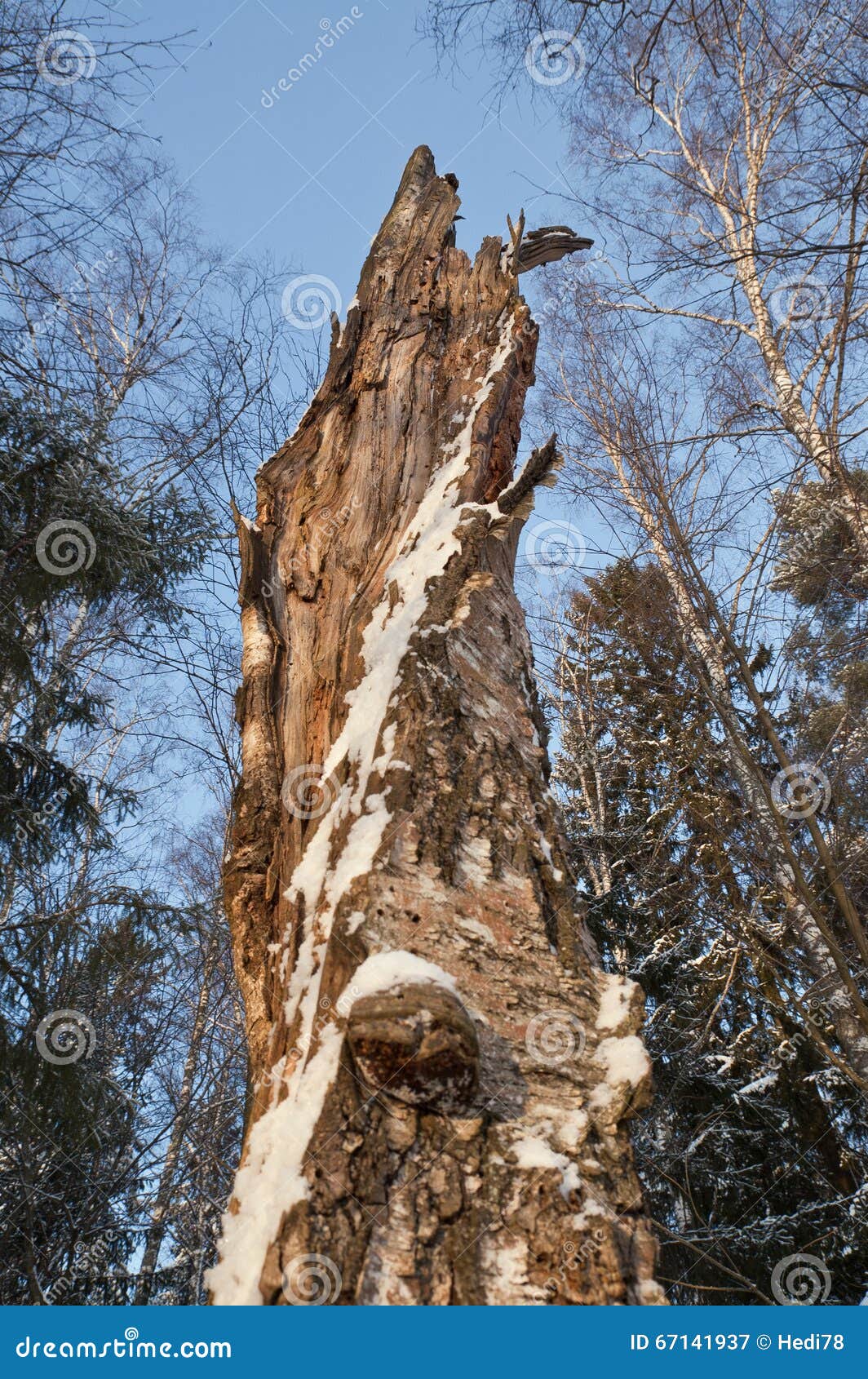 Tree stump in forest stock image. Image of close, forestry - 67141937