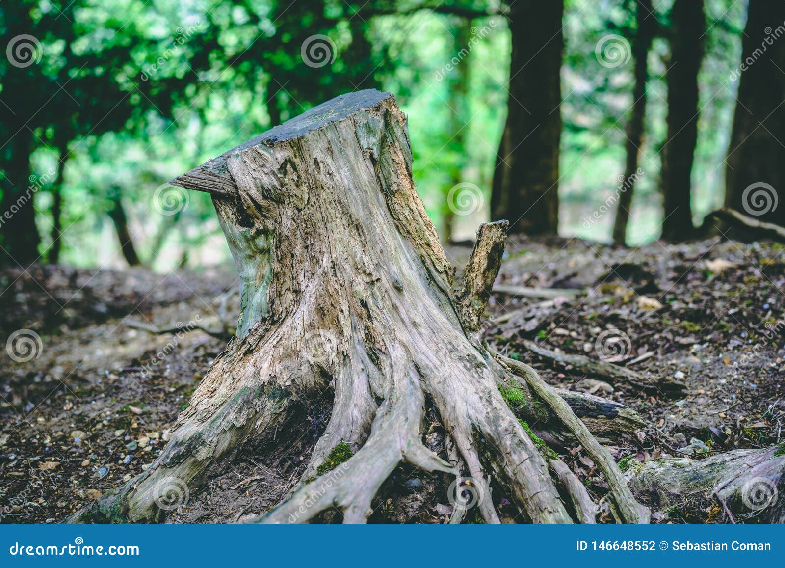 Tree Stump in Forest Close Up. Branches and Trees Stock Photo - Image ...