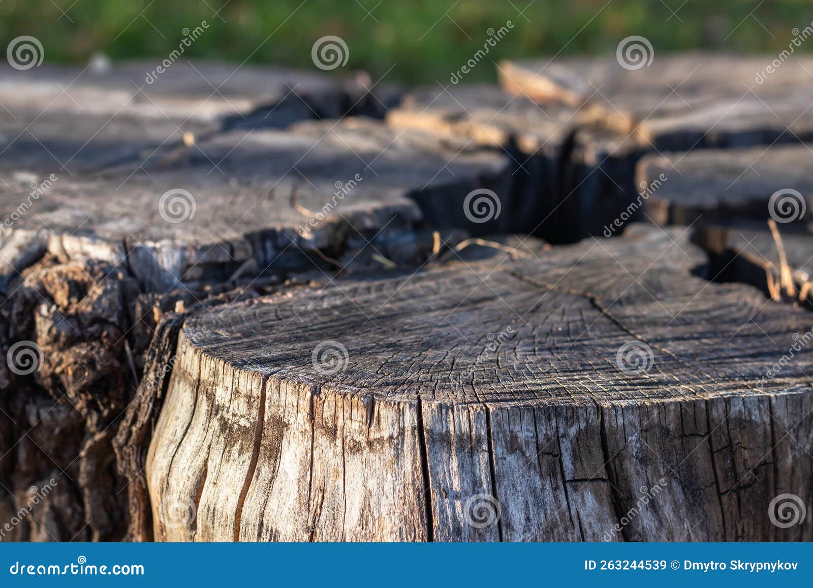 Tree Stump in the Forest Close Up Stock Image - Image of landscape ...