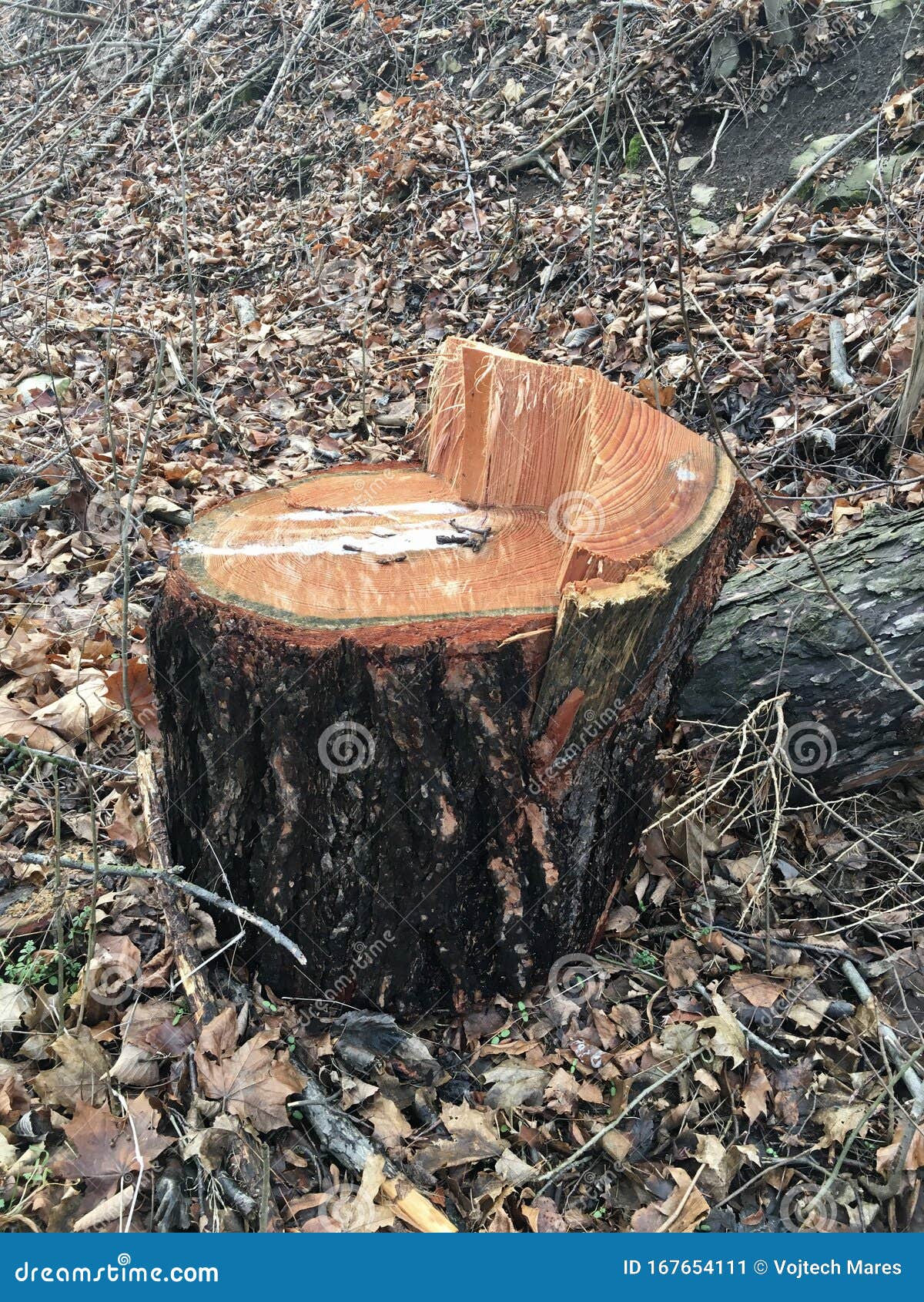 Tree Stump in the Forest. Close-up of a Stump in a Forest with Growing ...