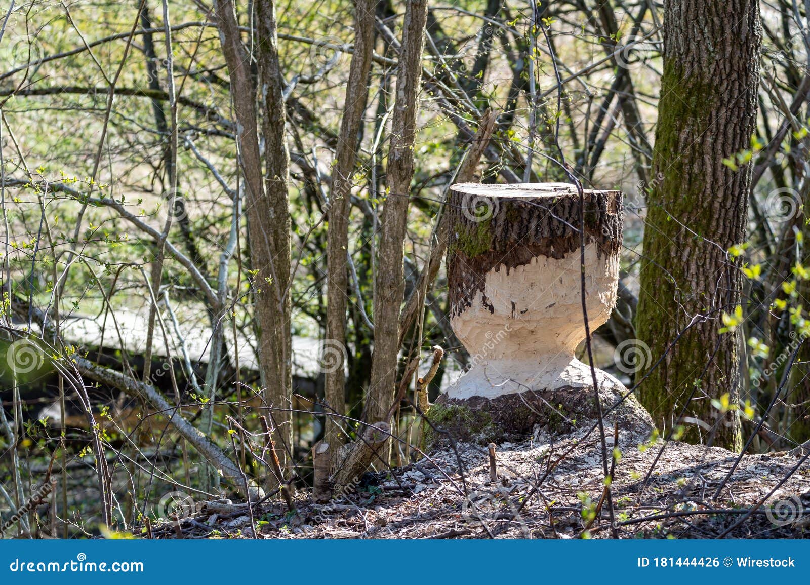 Tree Stump in the Forest during Daytime Stock Photo - Image of nature ...