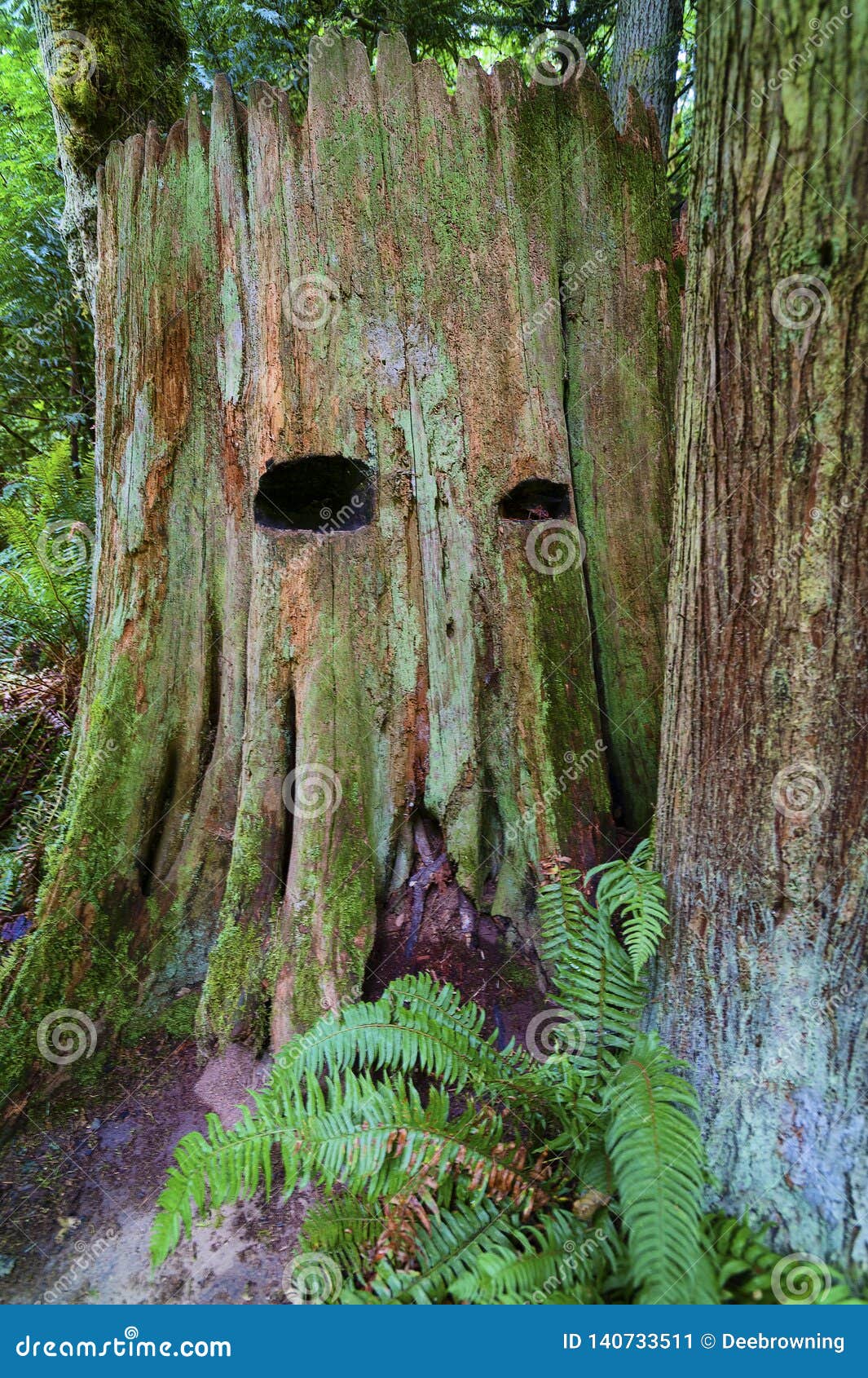 Tree Stump in Forest with Facial Features Stock Image - Image of face ...