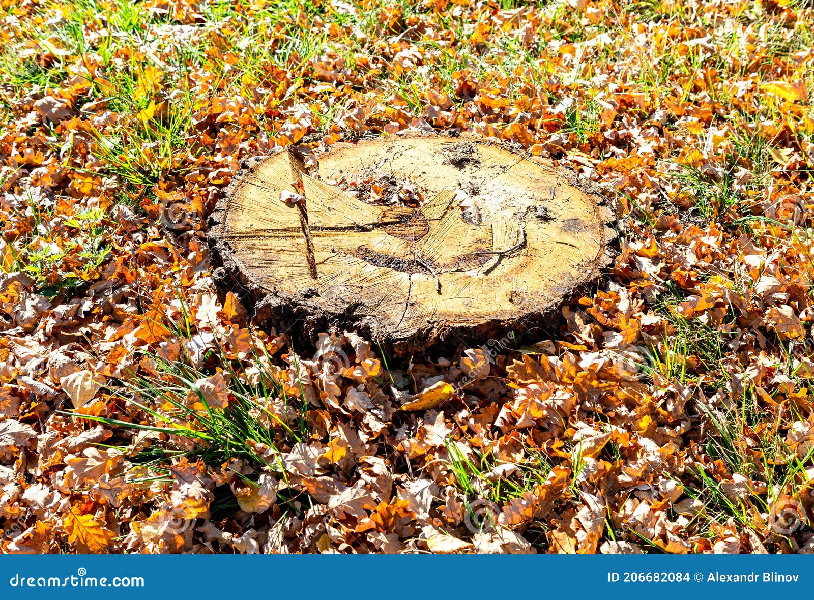 Tree Stump in the Forest among the Fallen Leaves Stock Photo - Image of ...