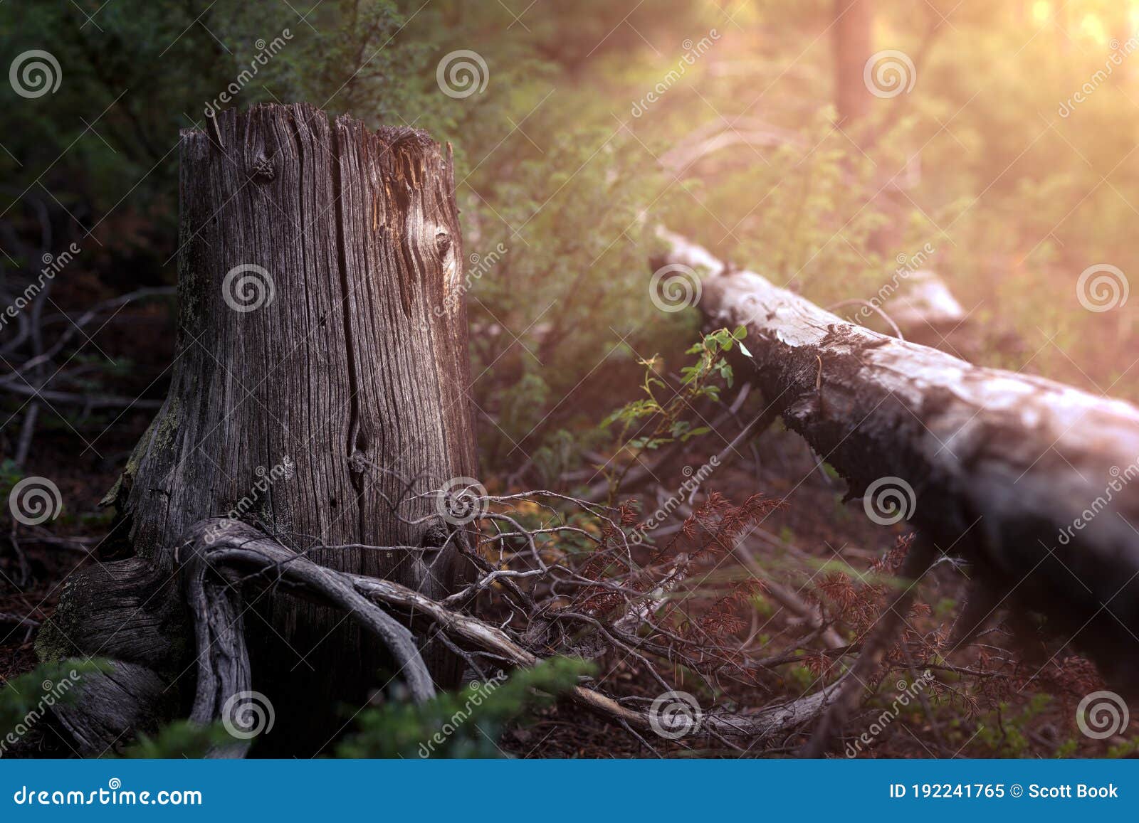 Tree Stump in a Forest stock image. Image of outside - 192241765