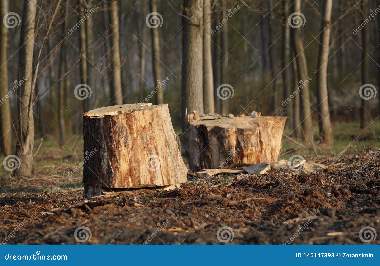 Tree stump in a forest stock image. Image of green, devastation - 145147893