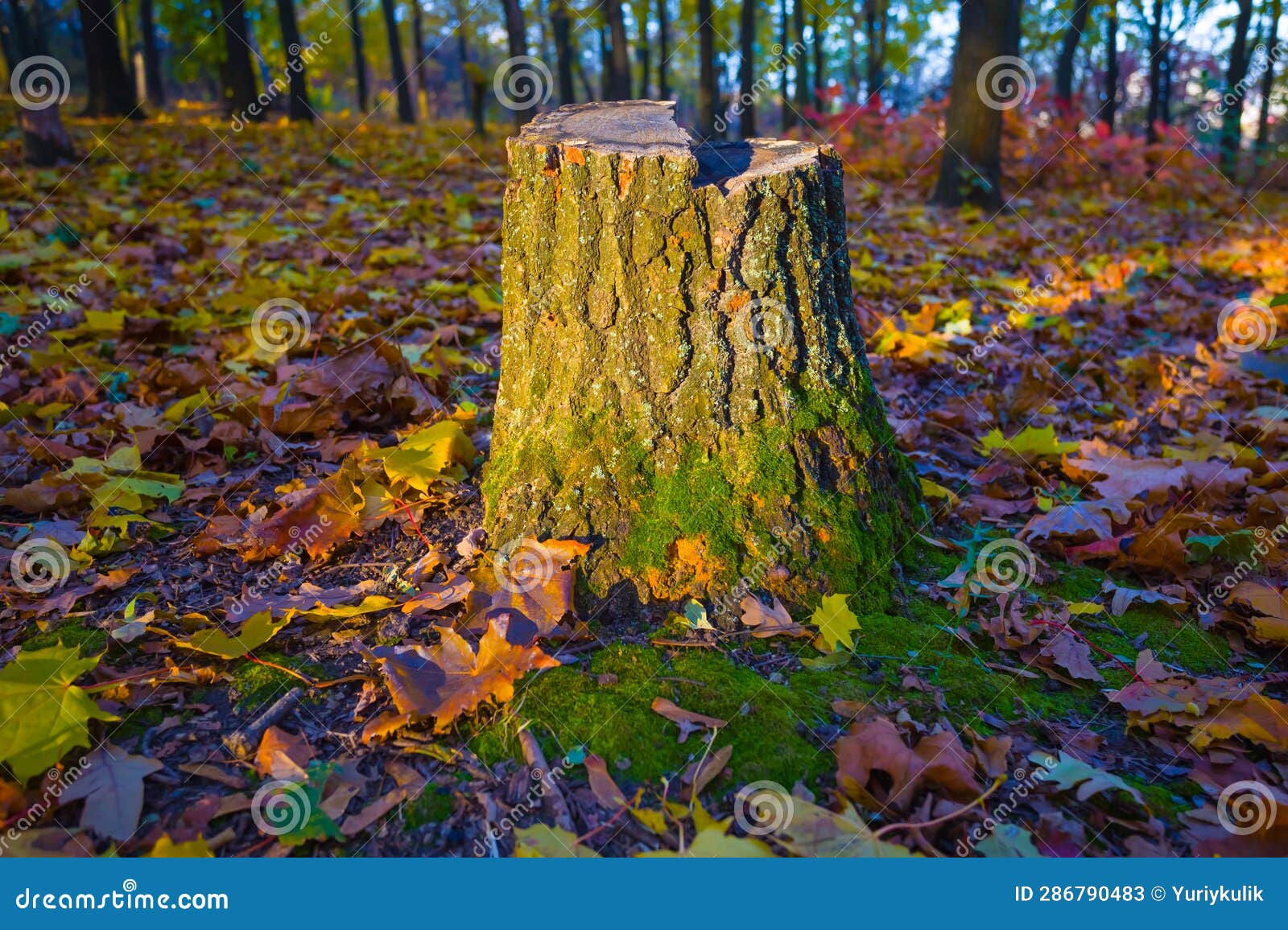 Tree Stump on Forest Glade with Red Dry Leaves Stock Image - Image of ...