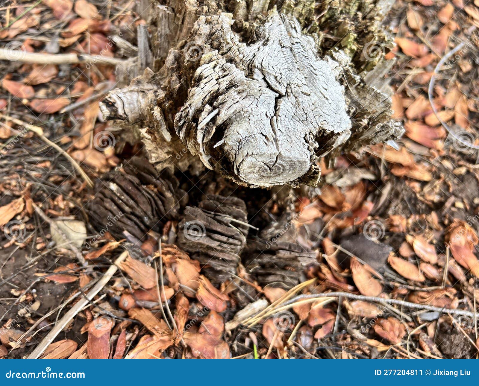 Tree stump in the forest stock image. Image of logging - 277204811