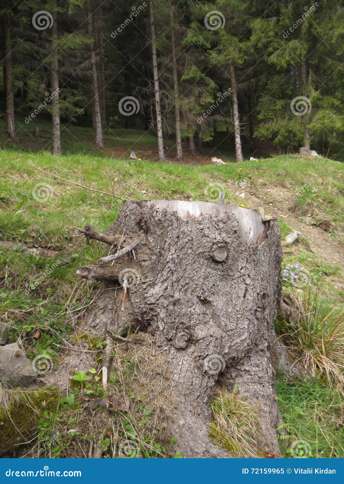 A tree stump in the forest stock image. Image of landscape - 72159965