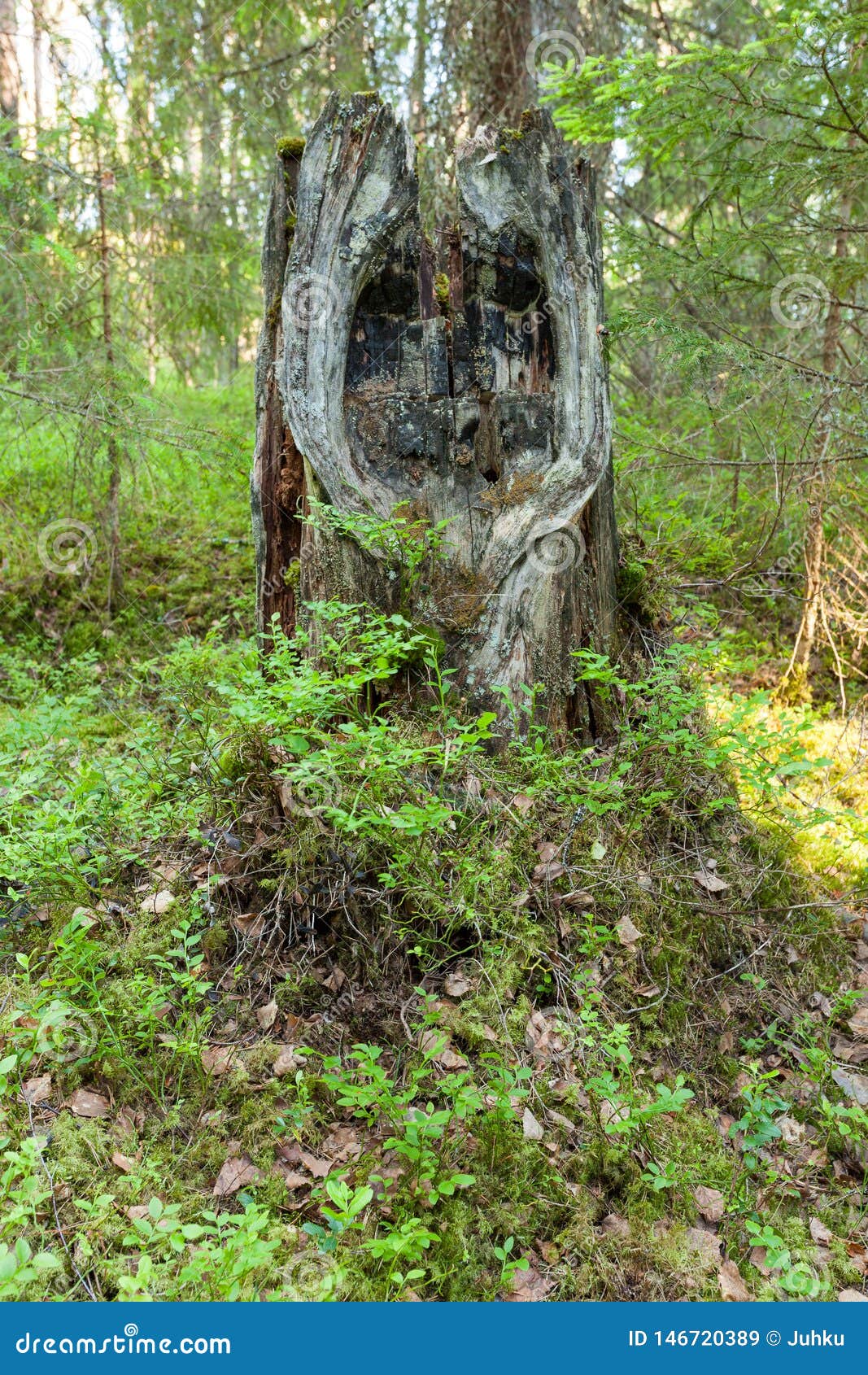 Tree Stump in Forest Looks Like a Face Stock Image - Image of wood ...