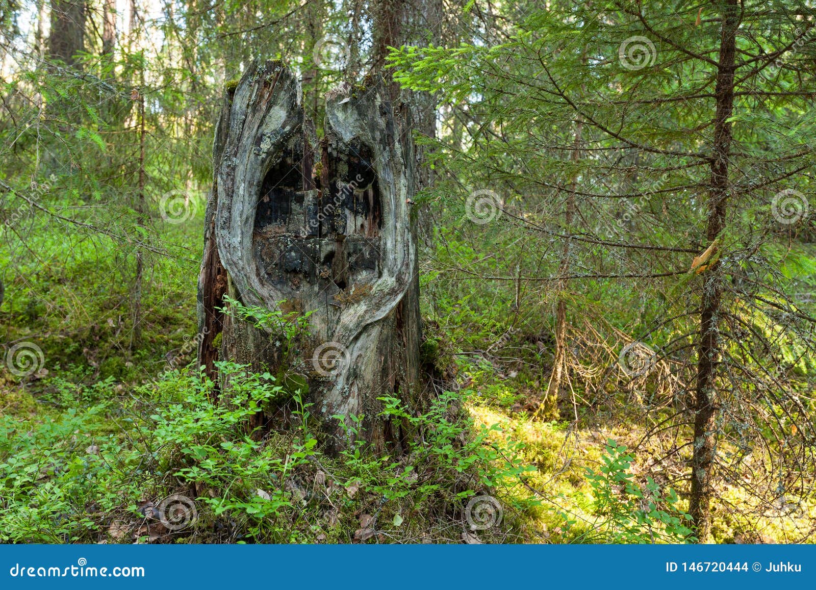 Tree Stump in Forest Looks Like a Face Stock Photo - Image of wood ...
