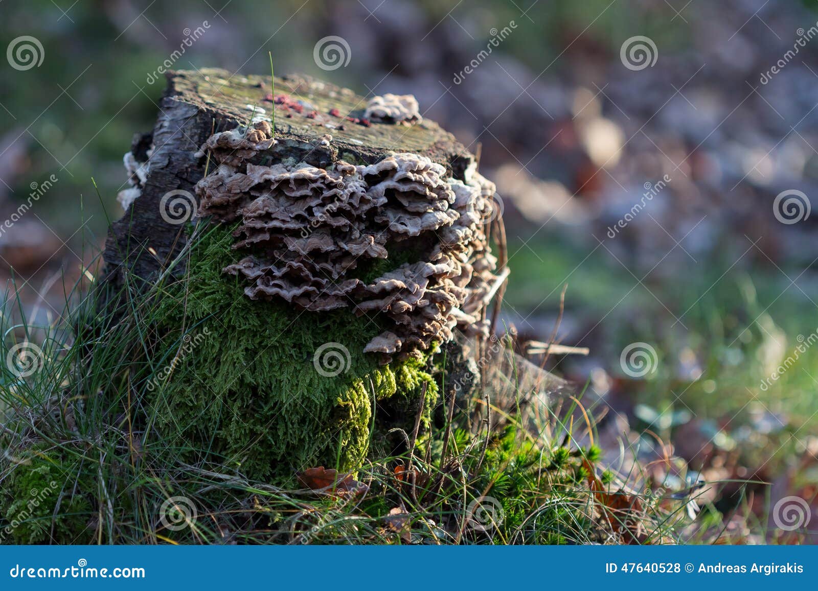 Tree stump in the forest stock photo. Image of grass - 47640528