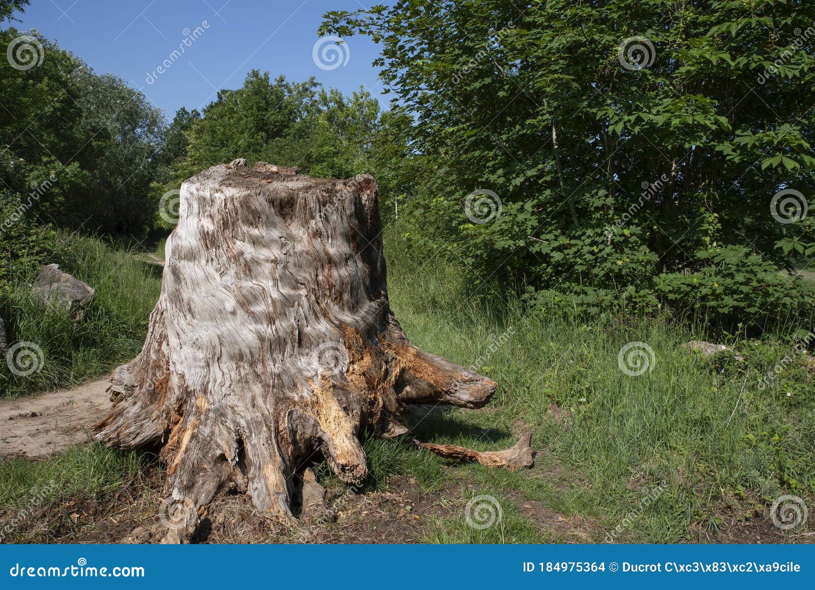 Tree stump in the forest stock photo. Image of outdoor - 184975364
