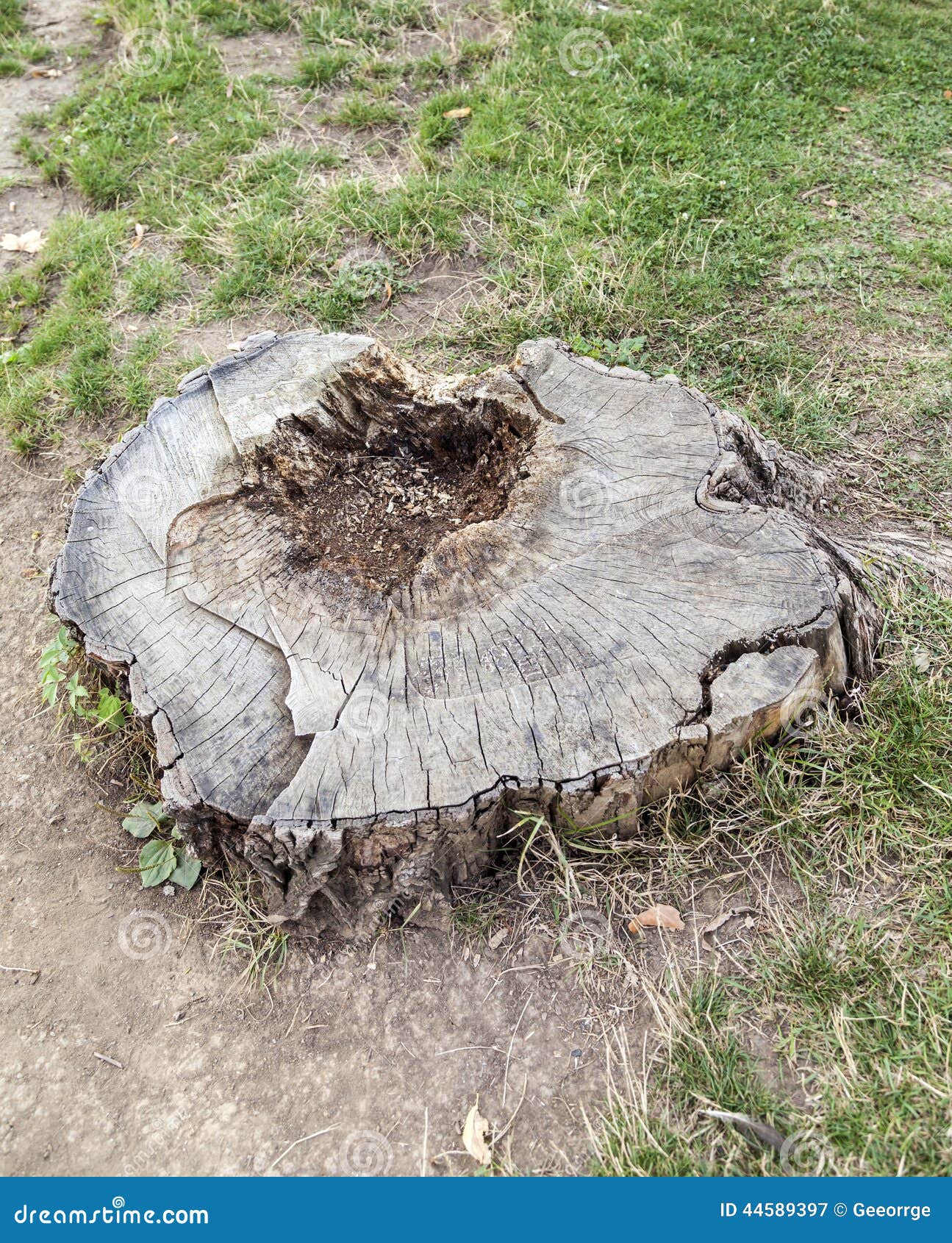 Tree stump in the forest stock image. Image of texture - 44589397