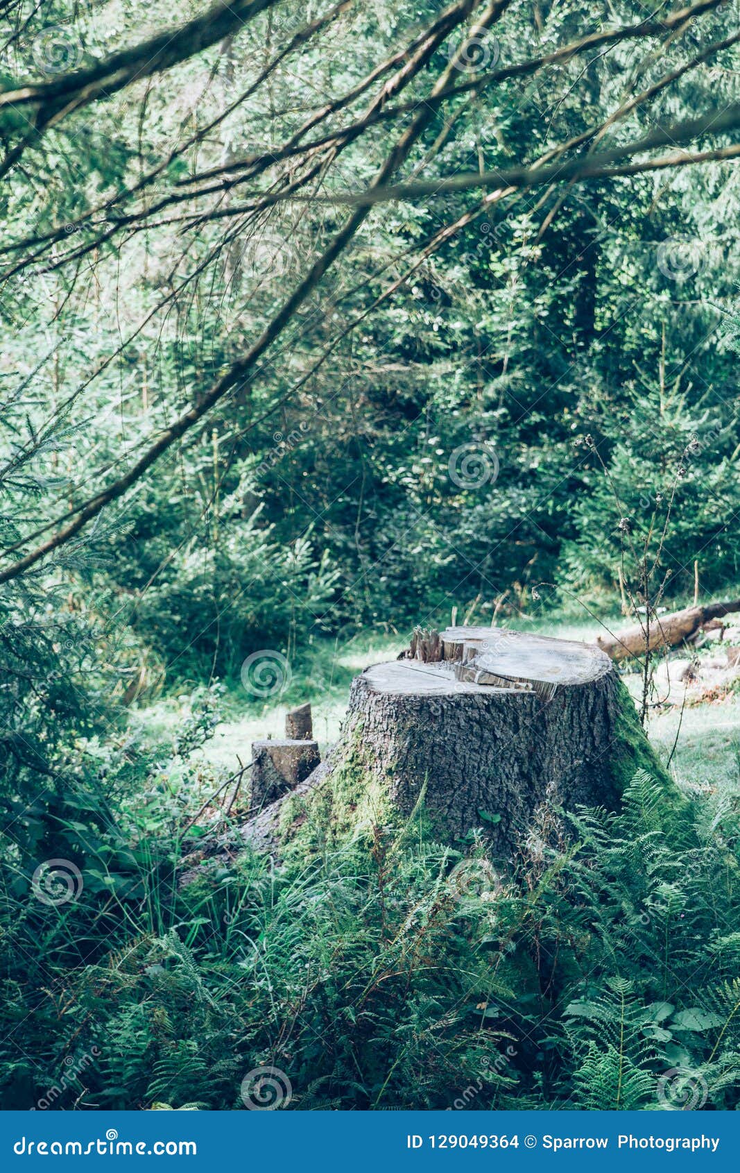 Tree stump in the forest. stock photo. Image of field - 129049364