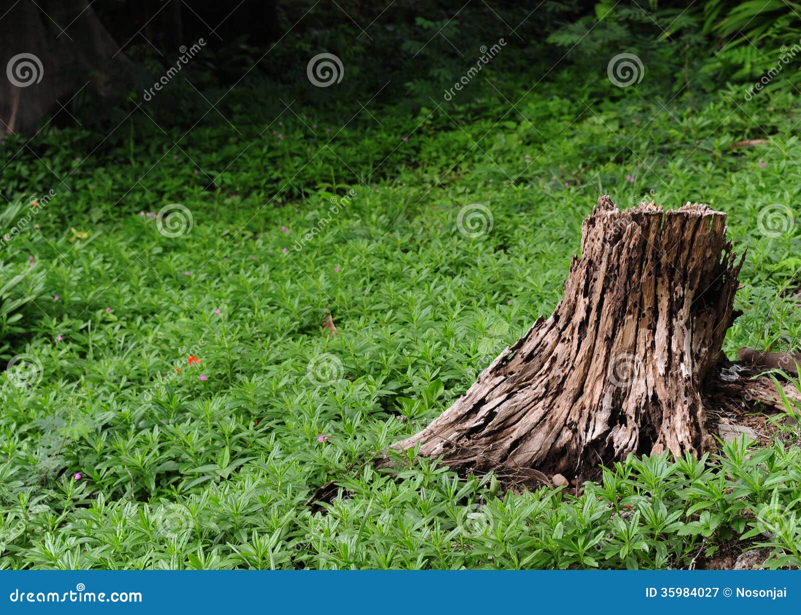 Tree stump in forest stock image. Image of land, environment - 35984027