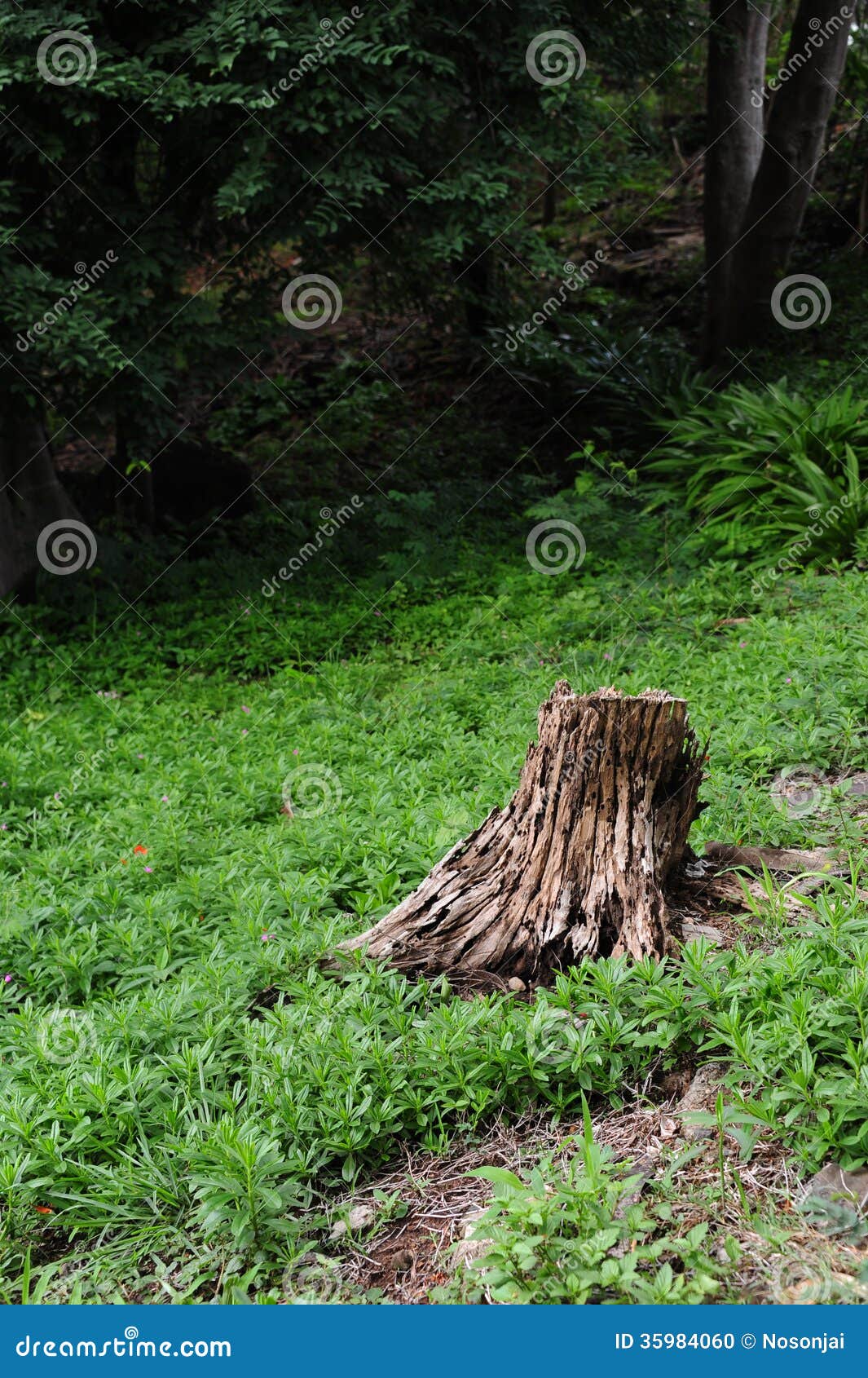 Tree stump in forest stock photo. Image of gray, country - 35984060