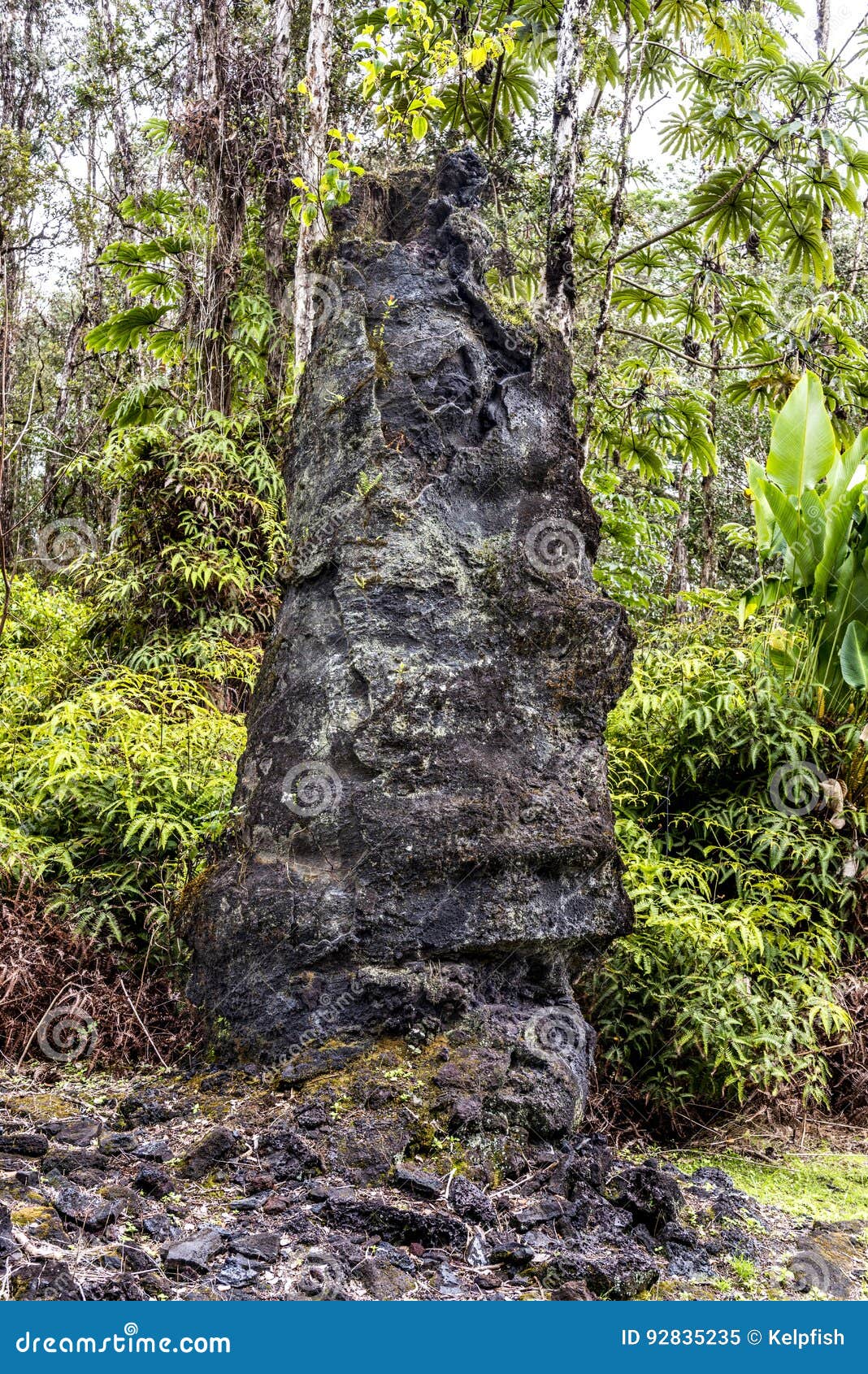 Tree stump formed by lava stock image. Image of charred - 92835235