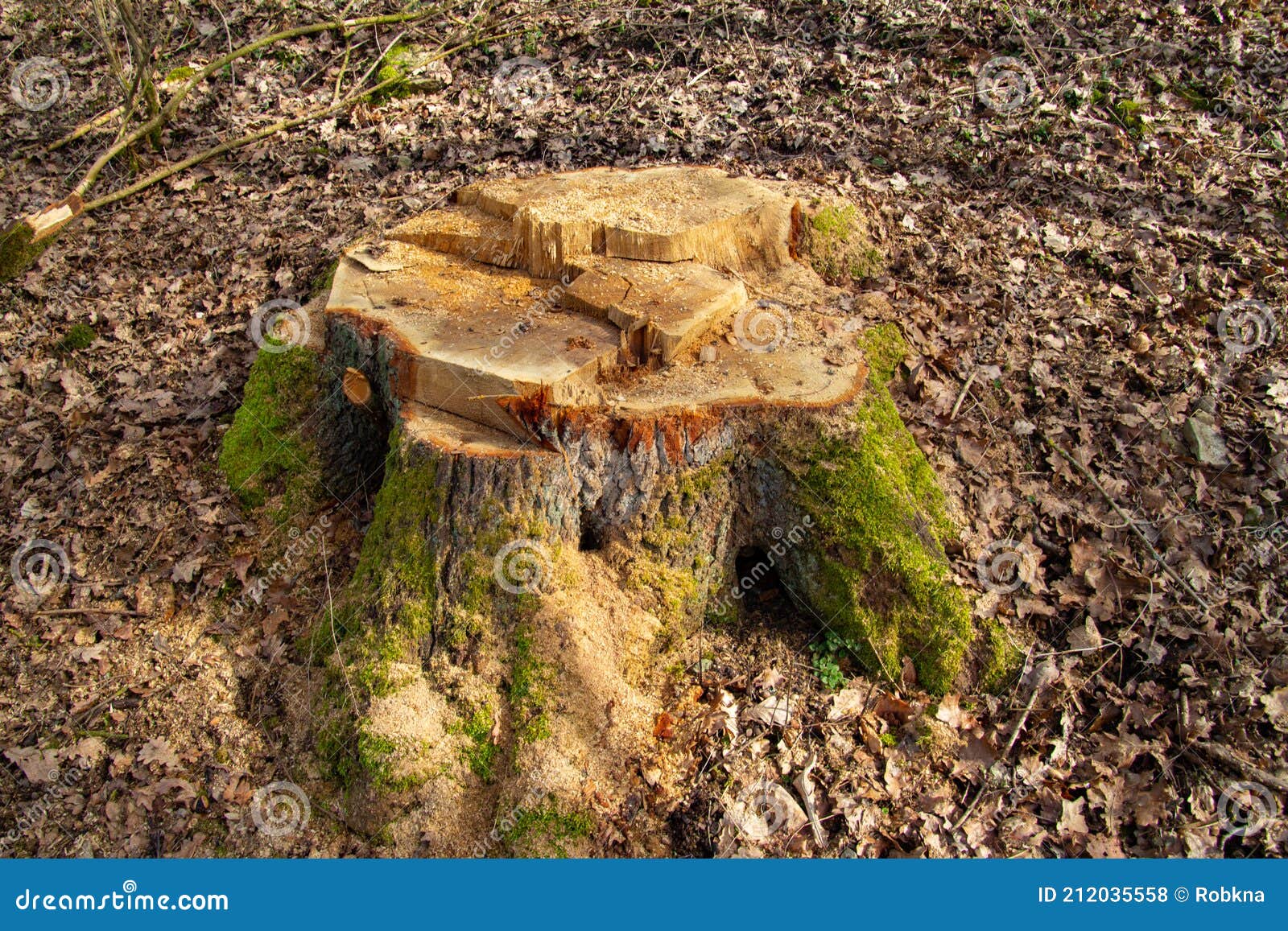 Tree Stump of a Fresh Cut Tree Stock Photo - Image of lumber, ecology ...