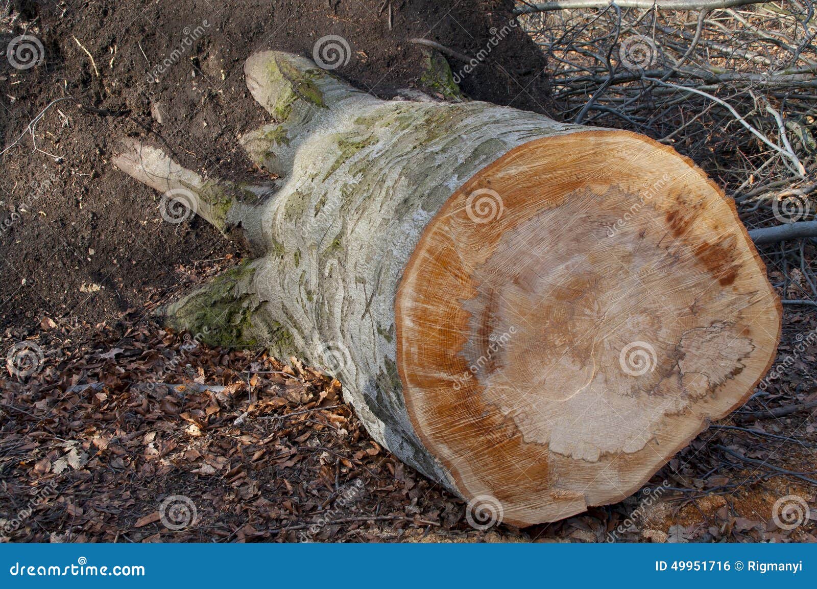 Tree stump stock photo. Image of dirt, strong, forest - 49951716