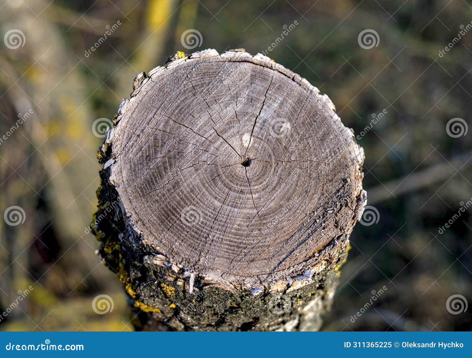 A tree stump with a fungus stock image. Image of texture - 311365225