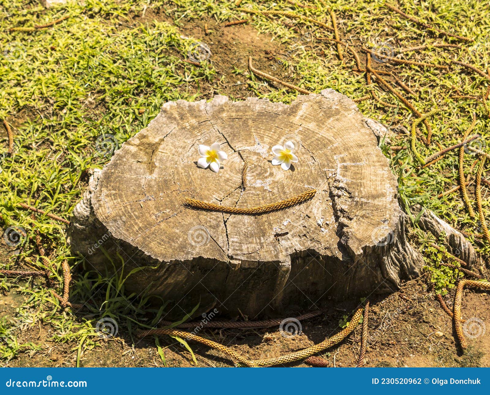 Tree stump with funny face stock photo. Image of face - 230520962