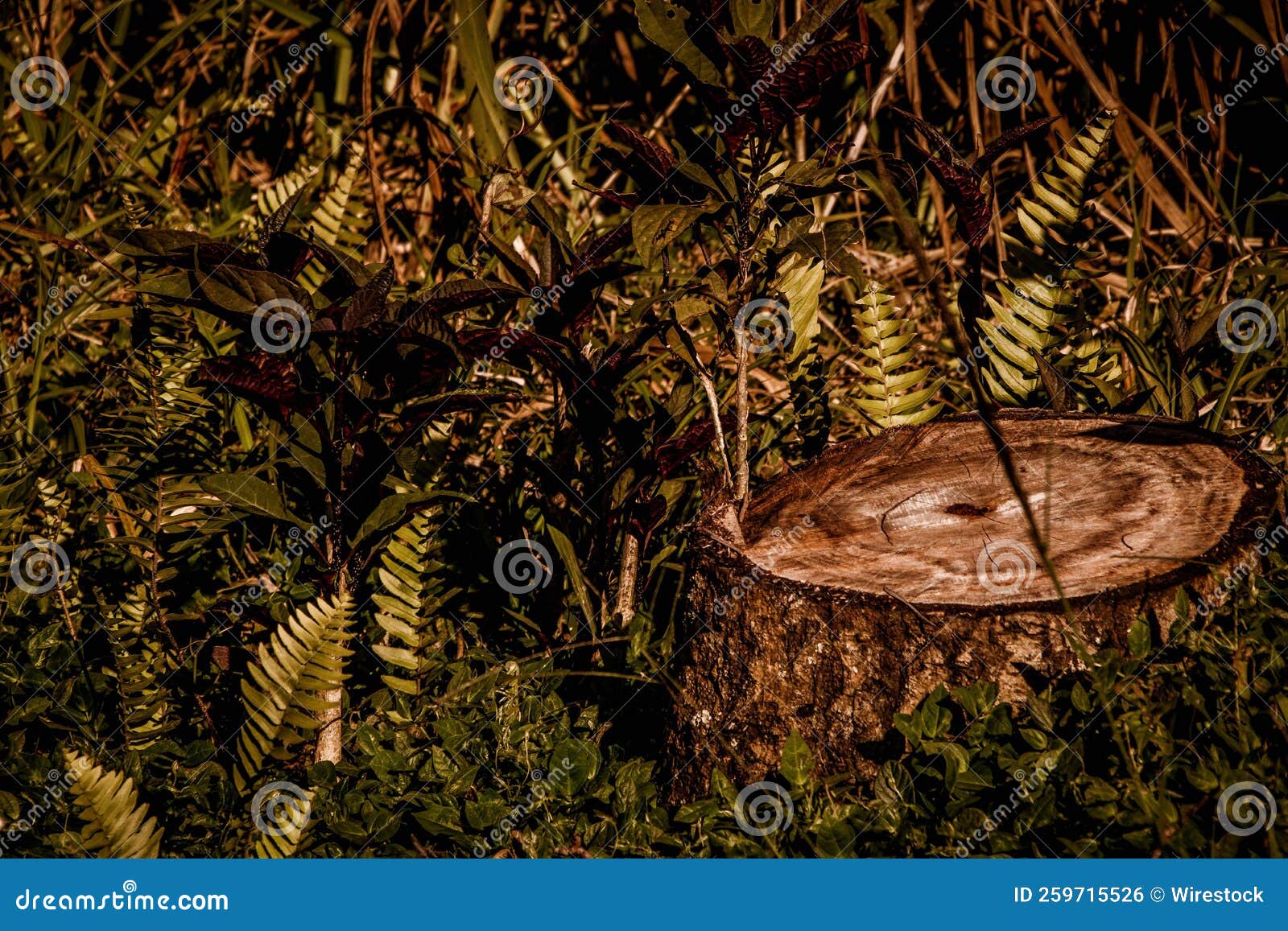 Tree Stump in a Garden Surrounded by Various Plants Stock Photo - Image ...