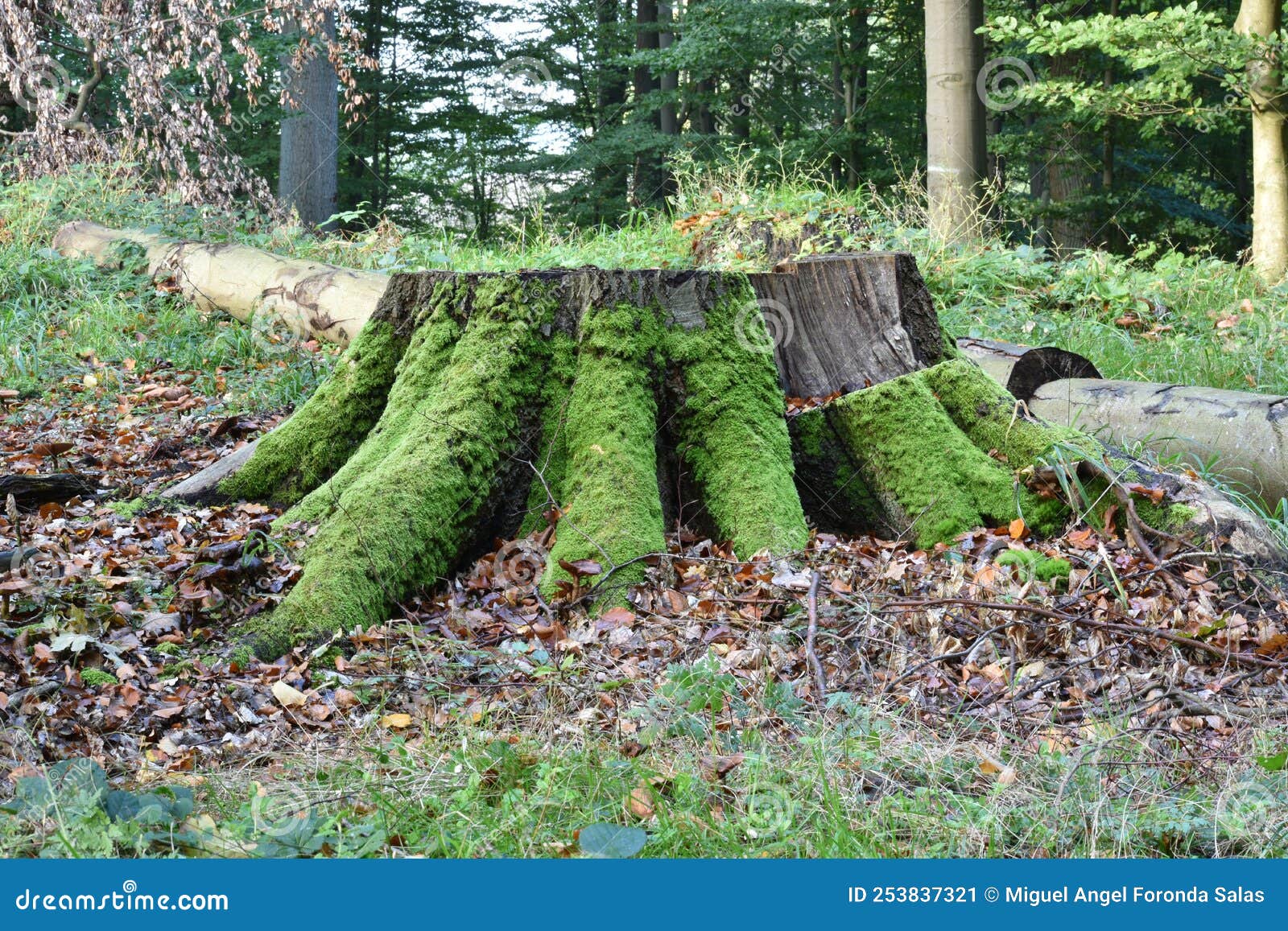 Tree Stump Giving Life To the Moss Stock Image - Image of green ...