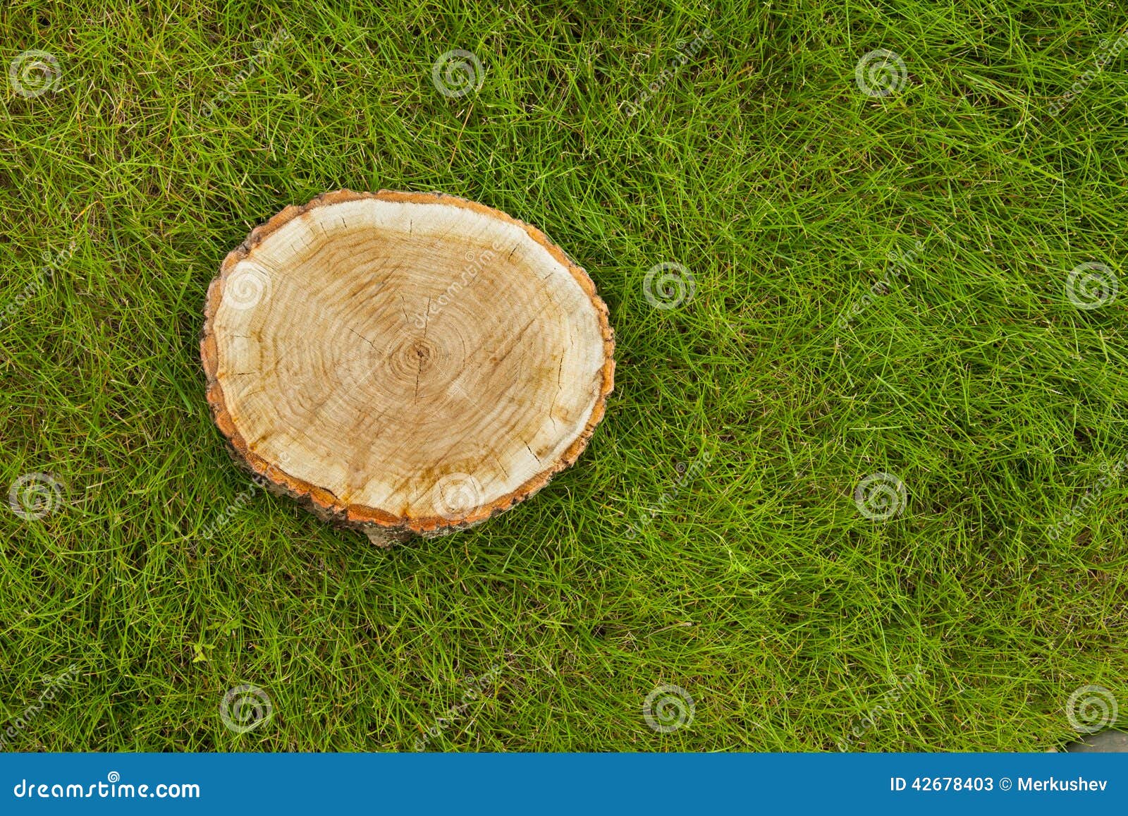 Tree Stump on the Grass, Top View Stock Image - Image of rings, grass ...