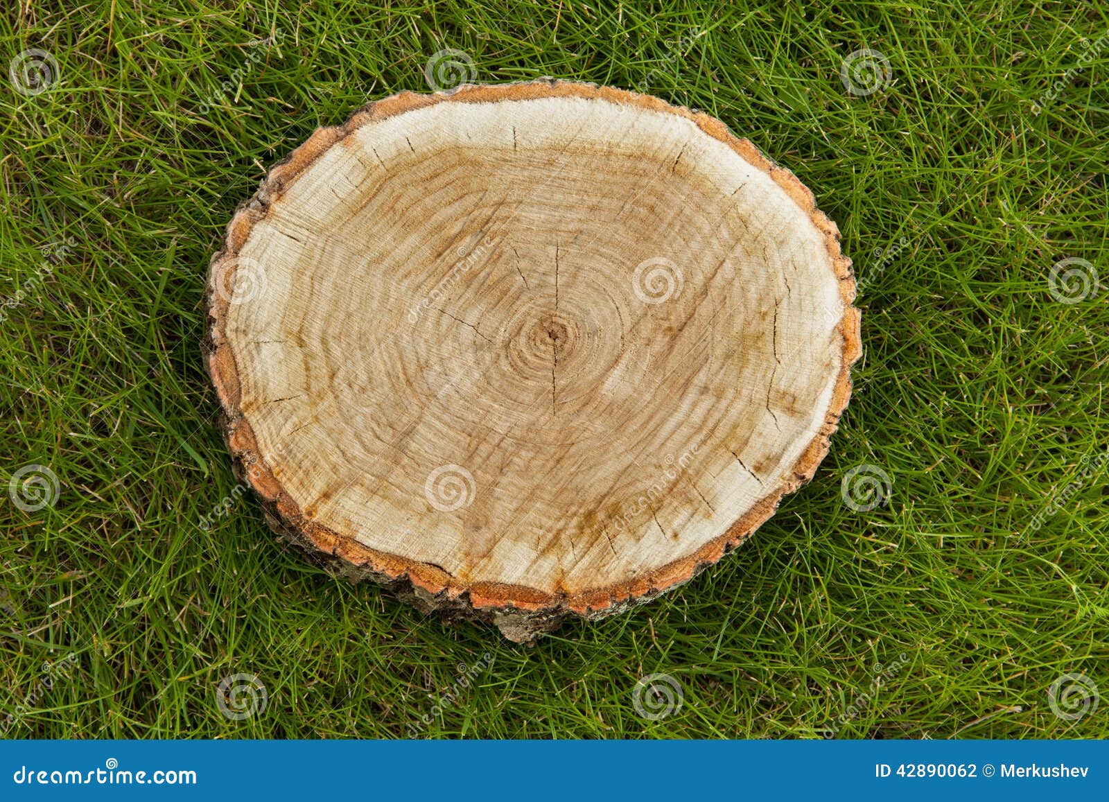 Tree Stump on the Grass, Top View Stock Photo - Image of ground, brown ...