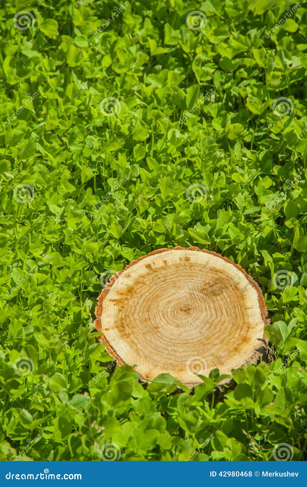 Tree Stump on the Grass, Top View Stock Photo - Image of outdoors ...