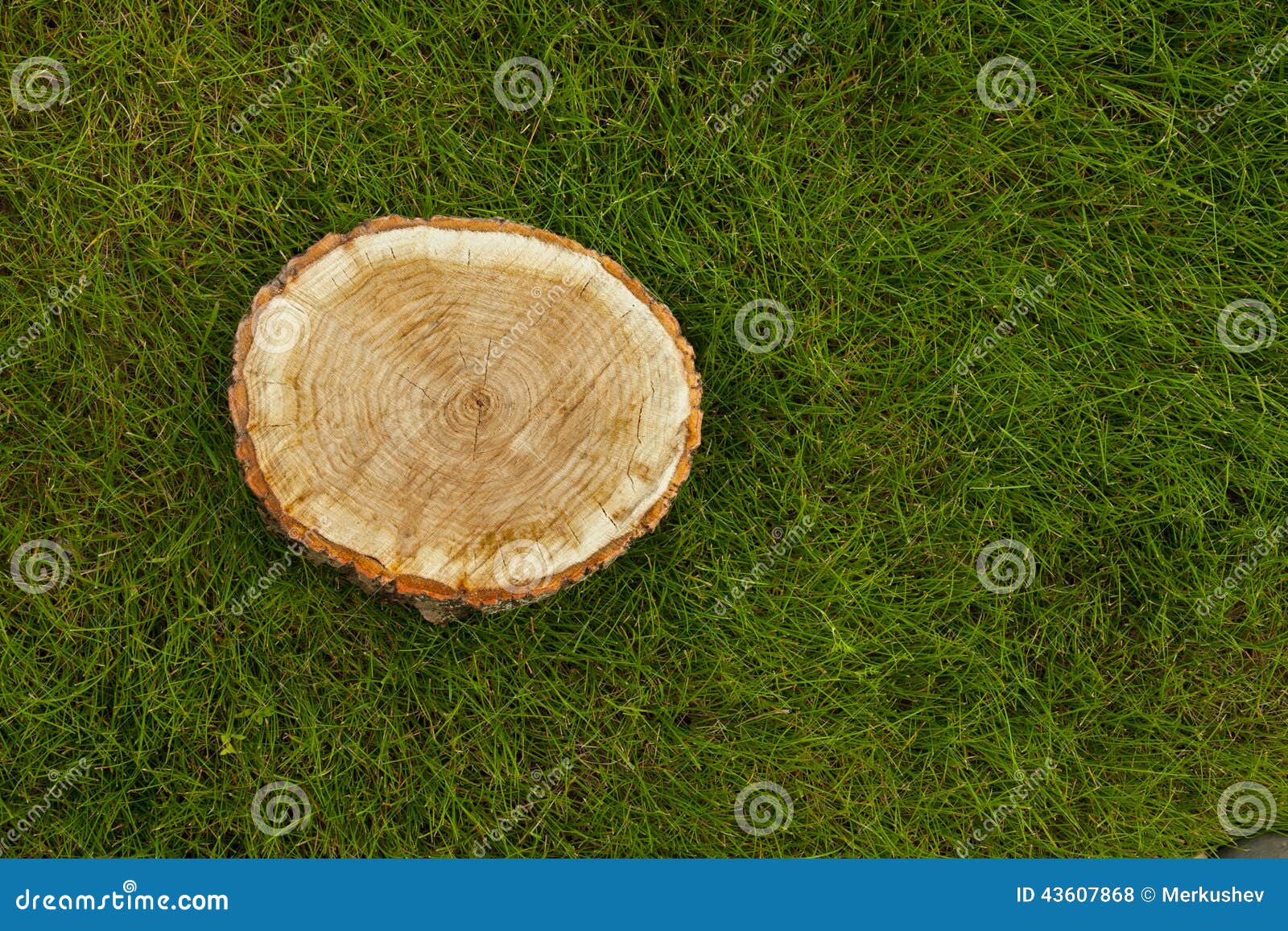 Tree Stump on the Grass, Top View Stock Photo - Image of nature ...
