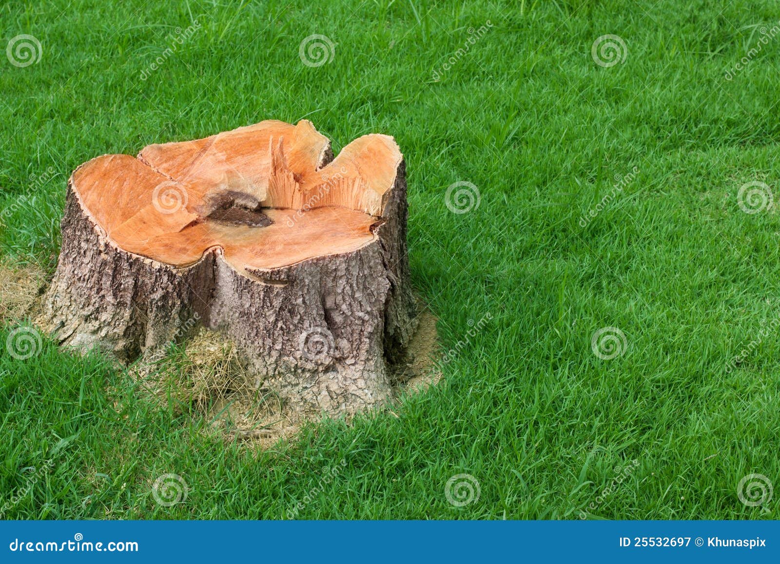 Tree Stump and Green Grass Field Manage Stock Image - Image of organic ...