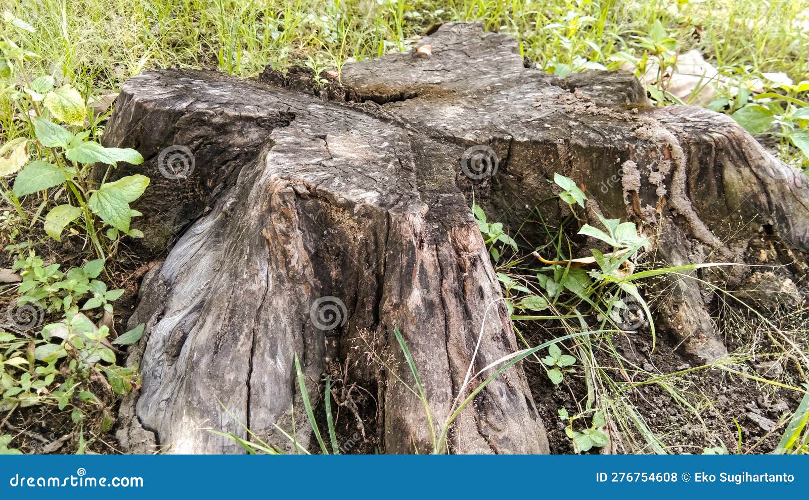A Tree Stump with a Green Plant Growing Out of it Stock Photo - Image ...