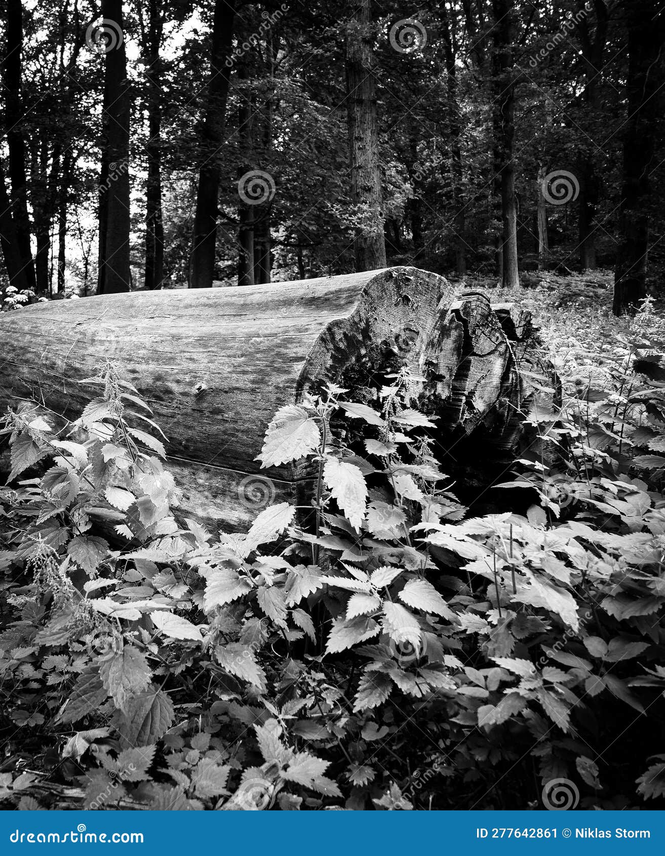 A Tree Stump on the Ground in Black and White Stock Image - Image of ...