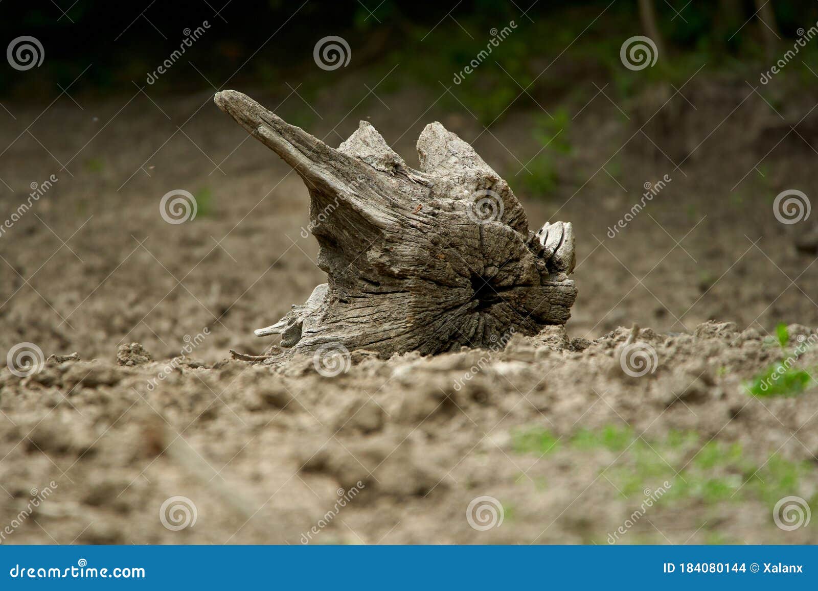 Tree stump on the ground stock photo. Image of humus - 184080144