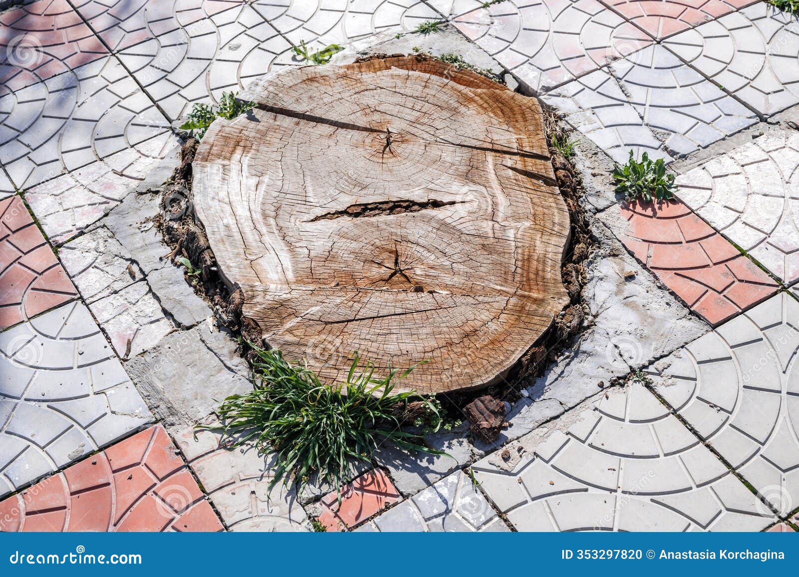 Tree Stump Growing between Paving Slabs Stock Photo - Image of angle ...