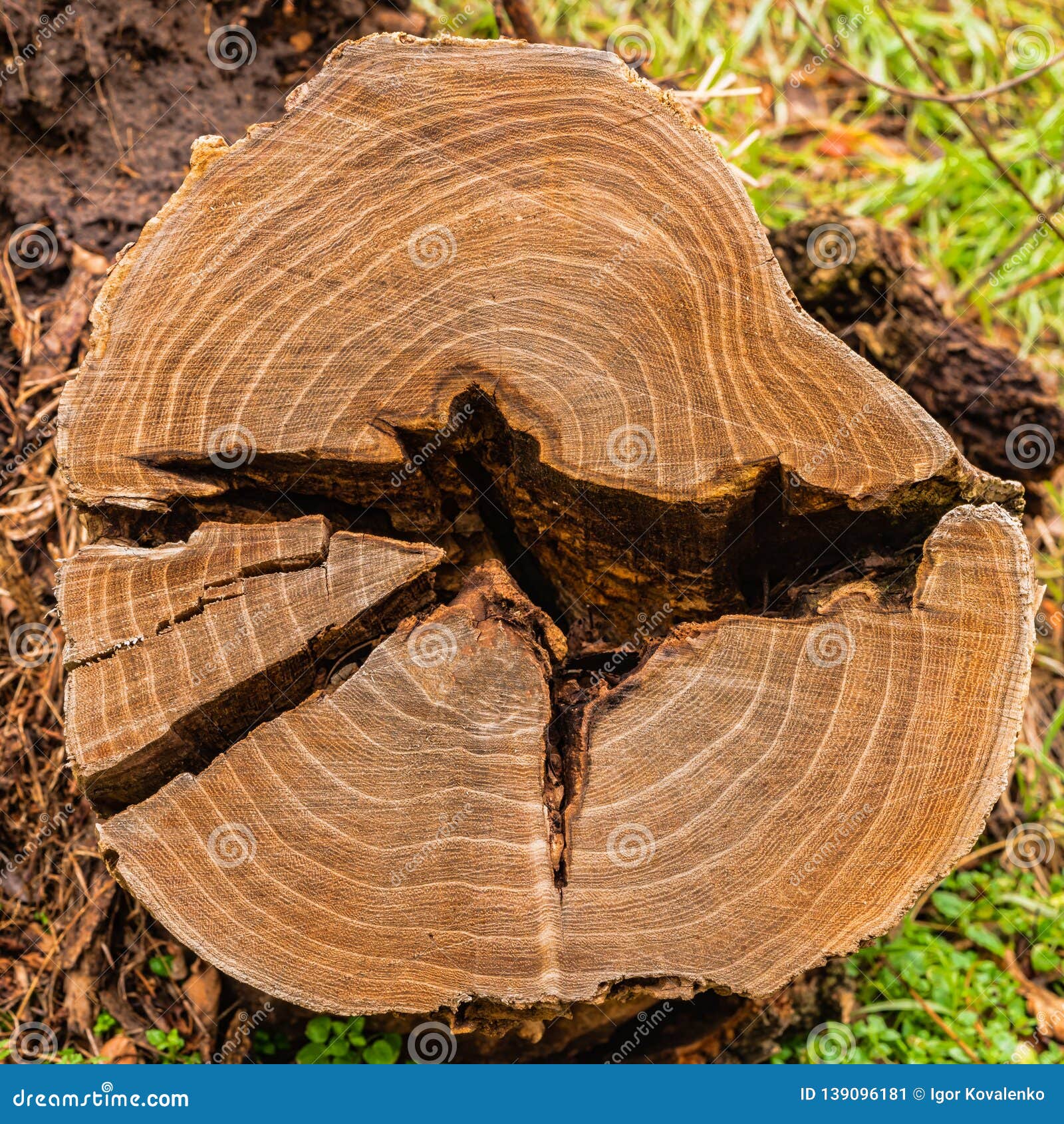 Tree stump grows in a park stock image. Image of artists - 139096181