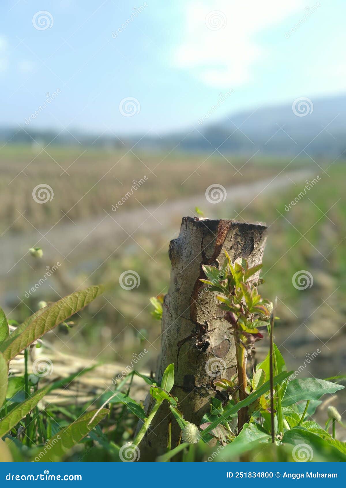 A Tree Stump that Has Been Cut Down Grows New Shoots Stock Photo ...