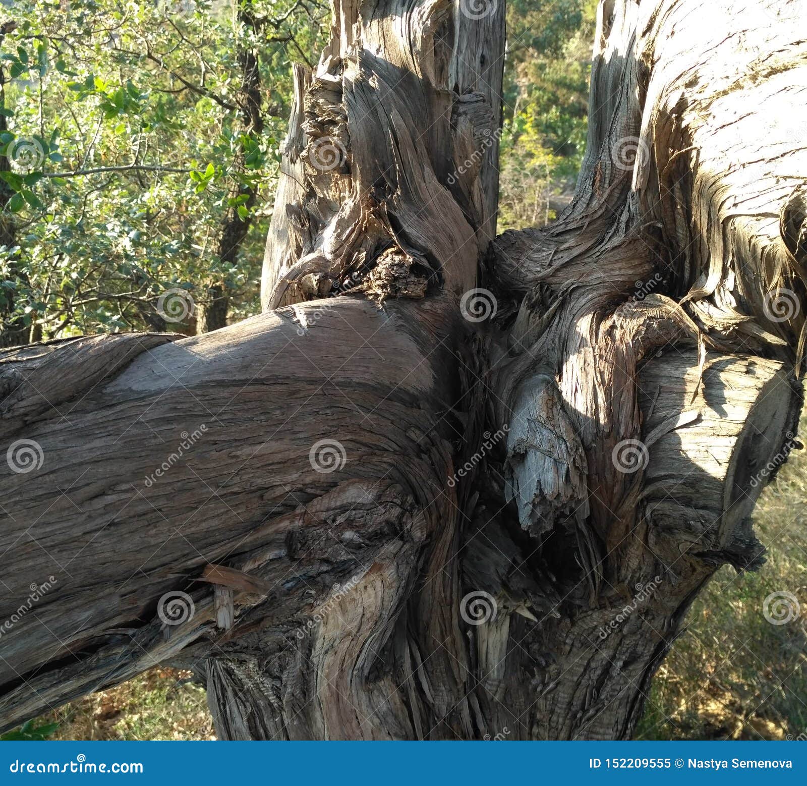 Tree Stump with Hole in the Bark in the Forest Stock Image - Image of ...